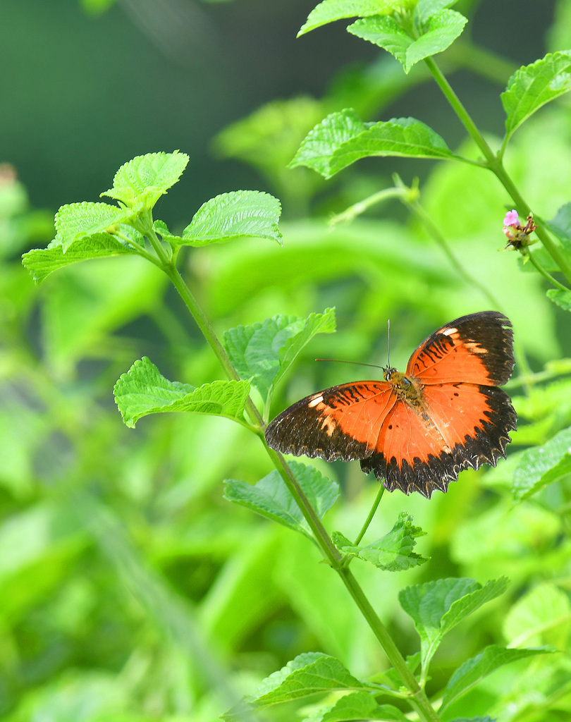 Lacewing Butterflies from Ubud, Gianyar Regency, Bali, Indonesia on ...