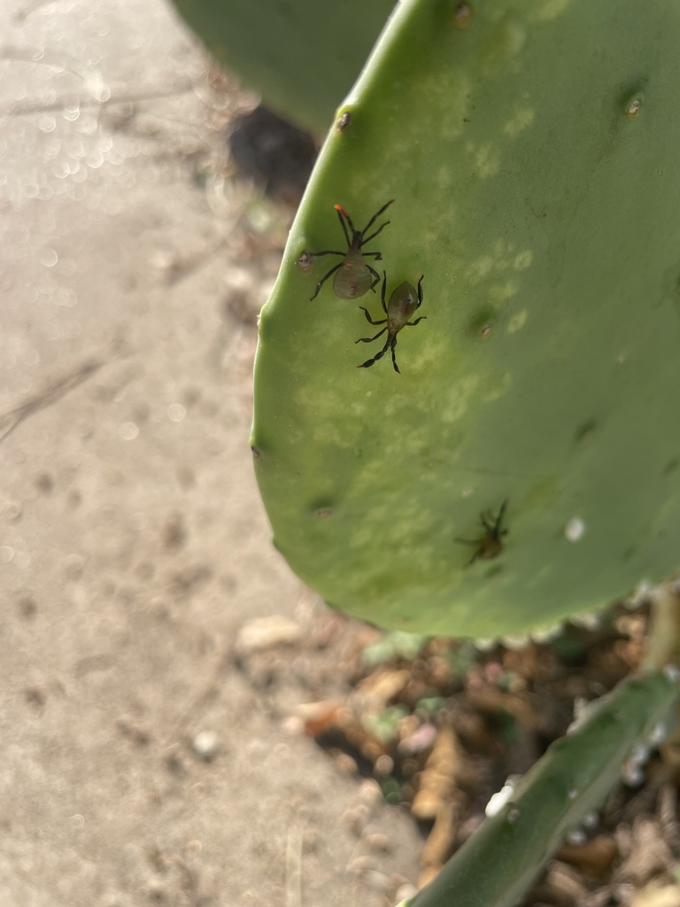 Cactus Coreid Bug from W 39th St, Austin, TX, US on October 2, 2023 at ...