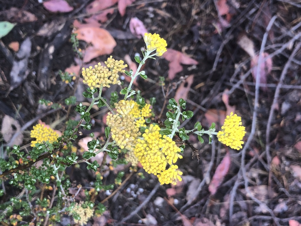 Grey Everlasting from Maldon Historic Reserve, Gower, VIC, AU on ...