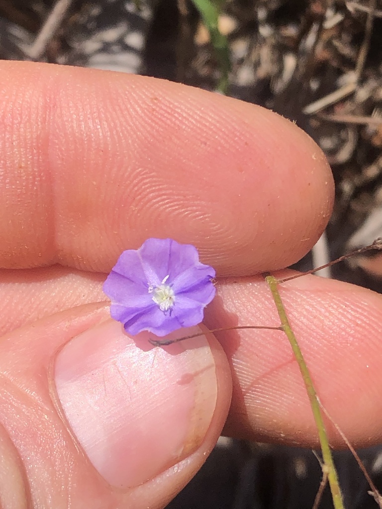 tropical speedwell from Croker Island, West Arnhem, NT, AU on November ...