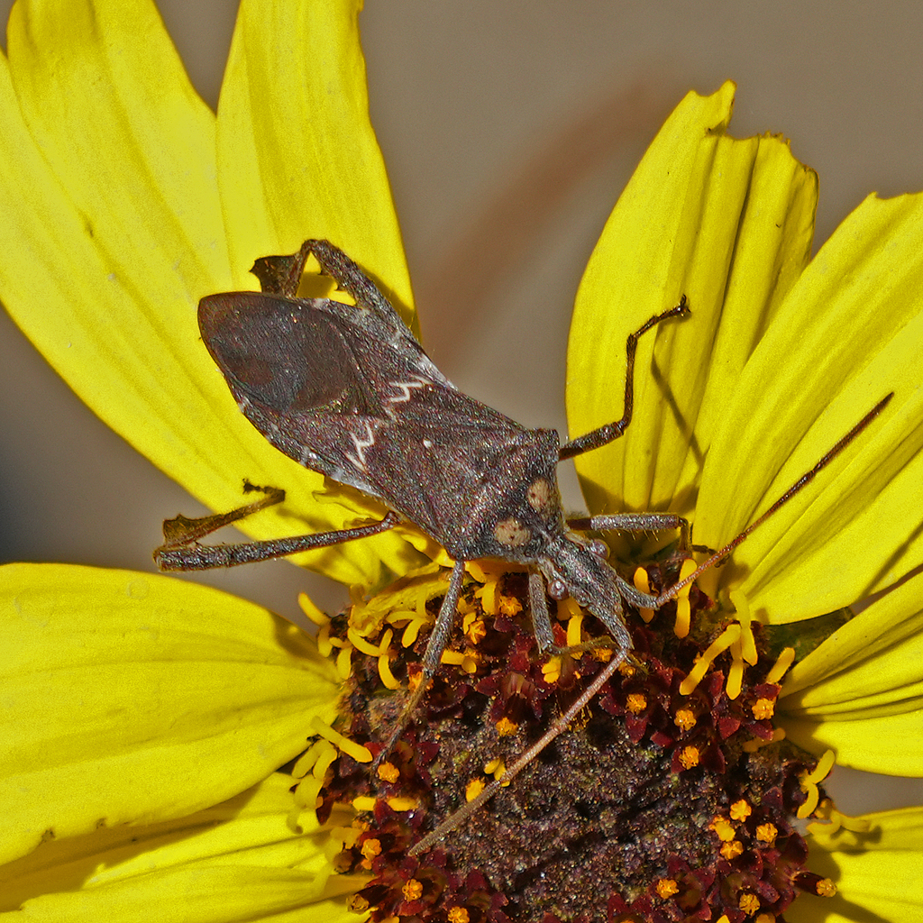 Western Leaf-footed Bug from Featherly Regional Park, CA, USA on ...