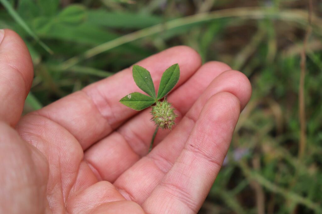 Knotted clover in November 2023 by babblerboy · iNaturalist