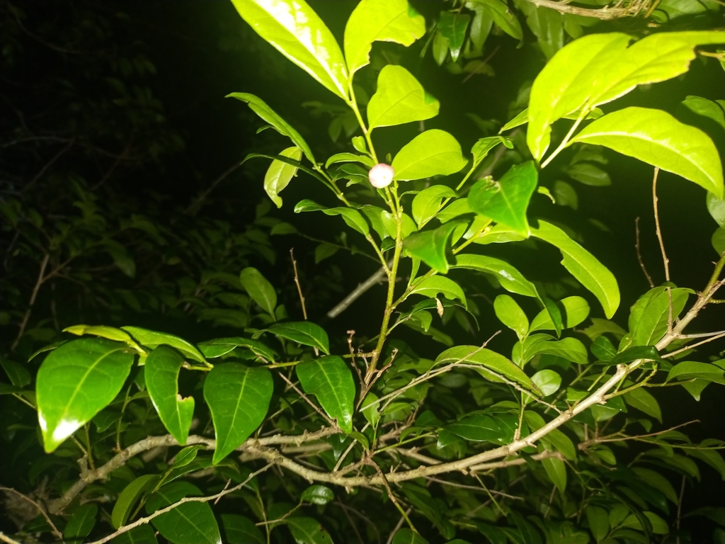 Cheese Tree from Iluka NSW 2466, Australia on November 24, 2023 at 12: ...