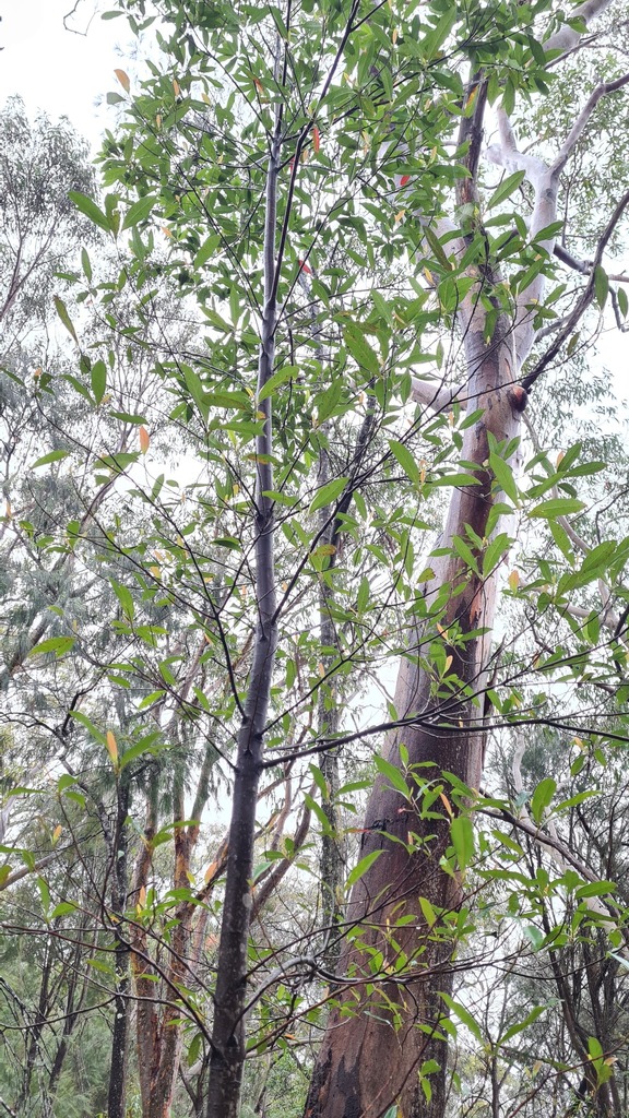 Blueberry ash from Hornsby Heights NSW 2077, Australia on November 24 ...