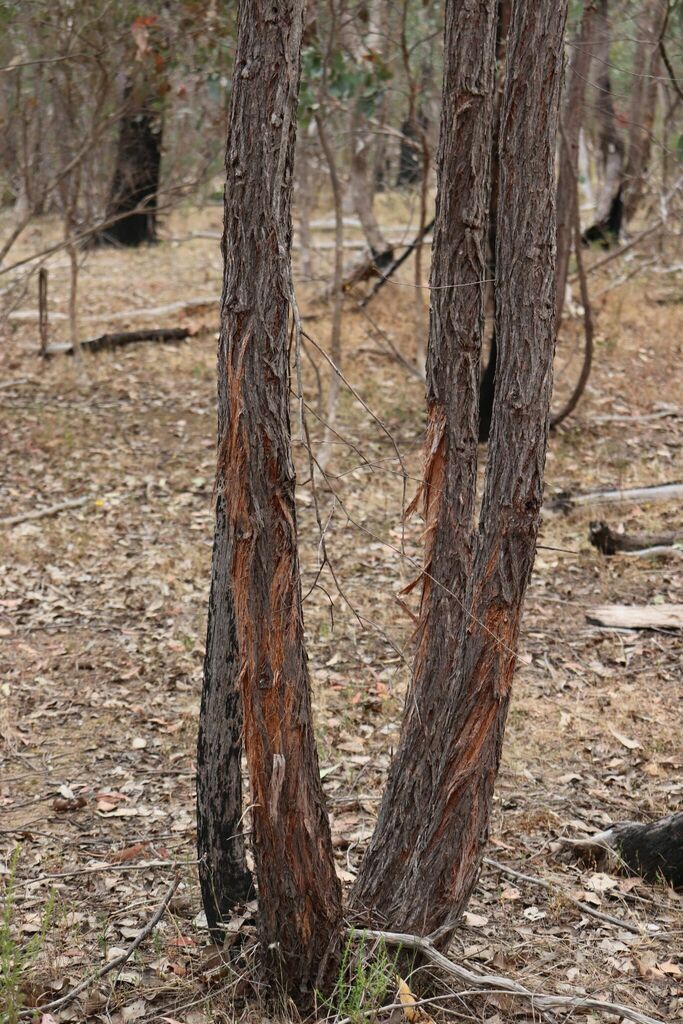 Red Stringybark in November 2023 by babblerboy · iNaturalist