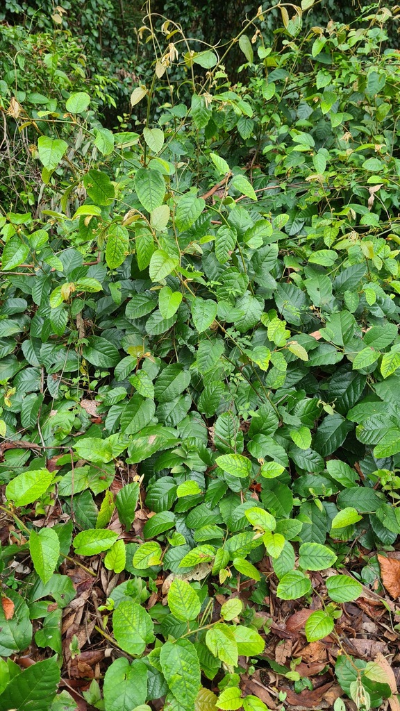 Kangaroo Vine from Sydney NSW, Australia on November 24, 2023 at 03:20 ...