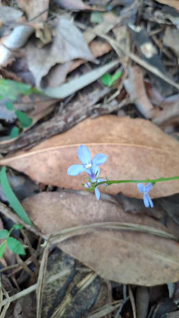 forest lobelia from Karangi NSW 2450, Australia on November 24, 2023 at 01:17 PM by coolduck ...