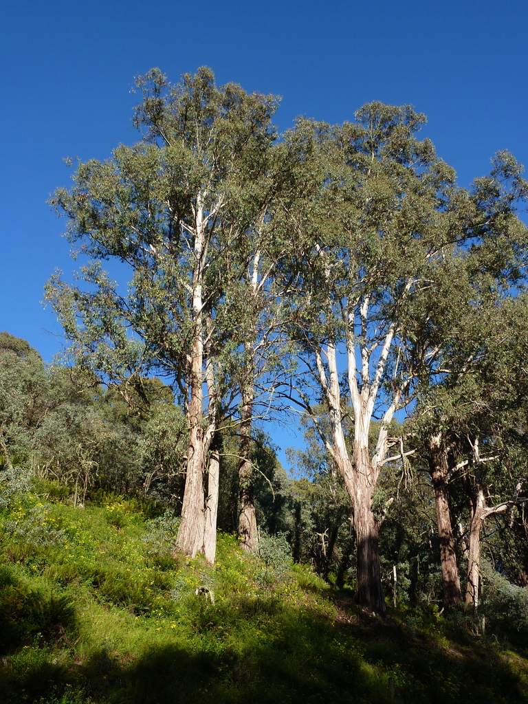 Alpine Ash from Mount Buller VIC 3723, Australia on January 30, 2022 at ...