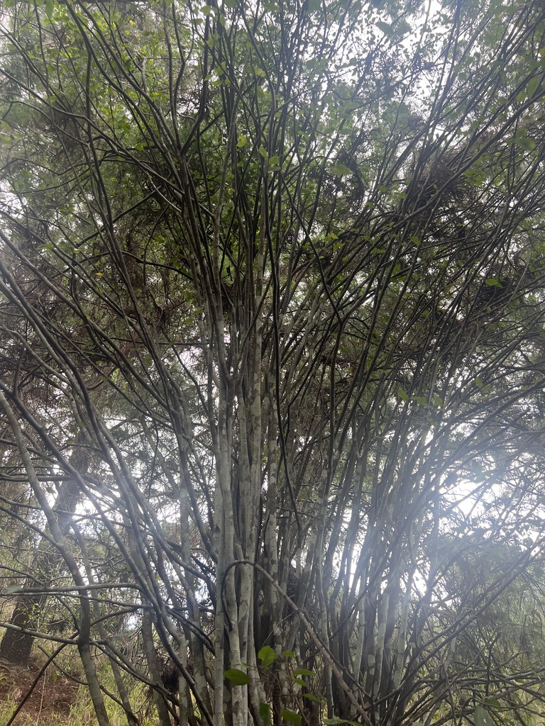 whalebone tree in November 2023 by janeysbstalley · iNaturalist