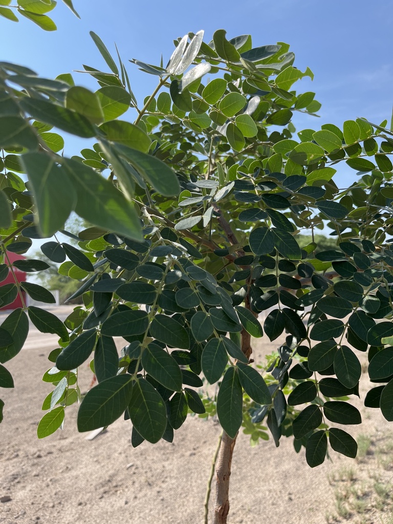 poison-pod false-thorn from B8, Zambezi, NA on November 24, 2023 at 08: ...