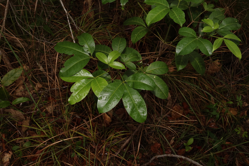 pink-flowered doughwood from Sippy Downs QLD 4556, Australia on ...