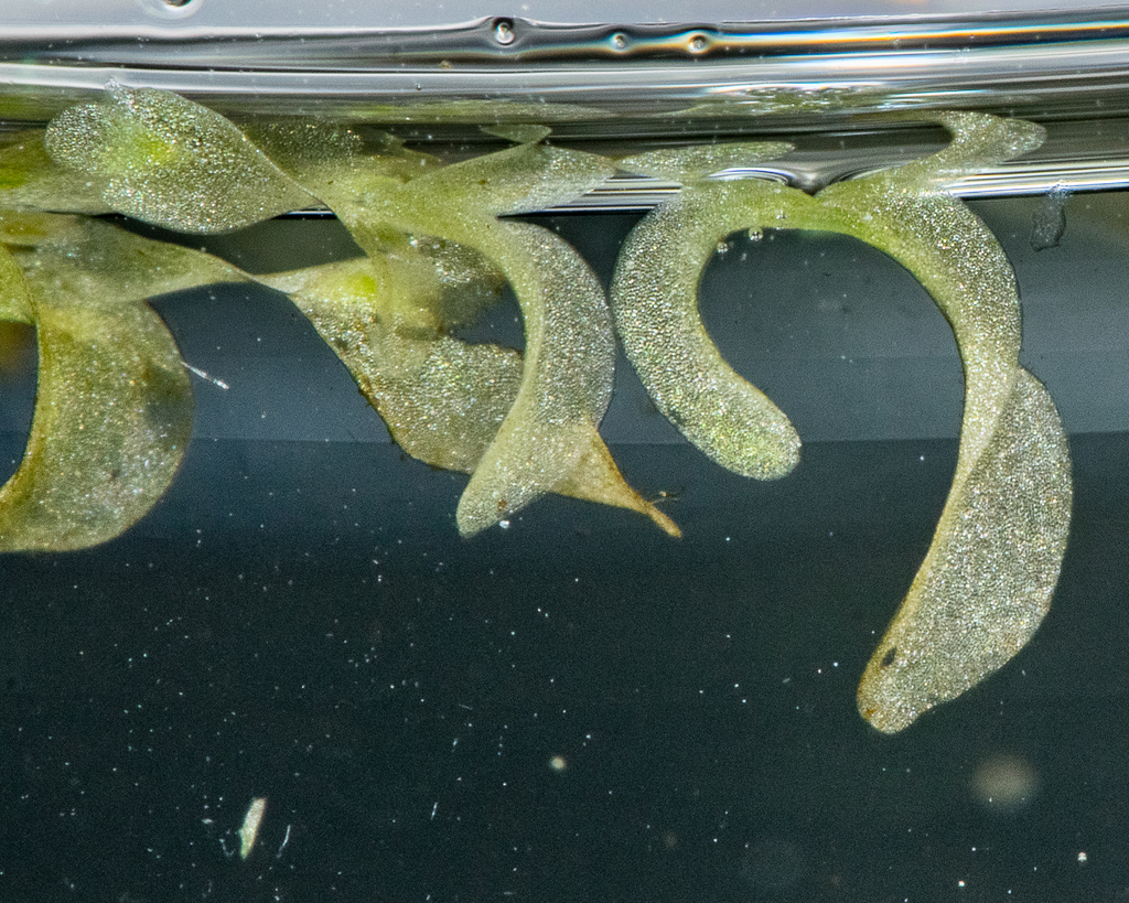 flowering plants (Angiospermae) - Botanical Realm