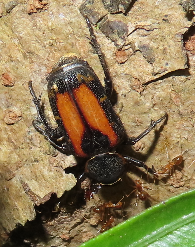 Clinterocera nigra from Taipei, Taiwan on November 24, 2023 at 01:35 PM ...