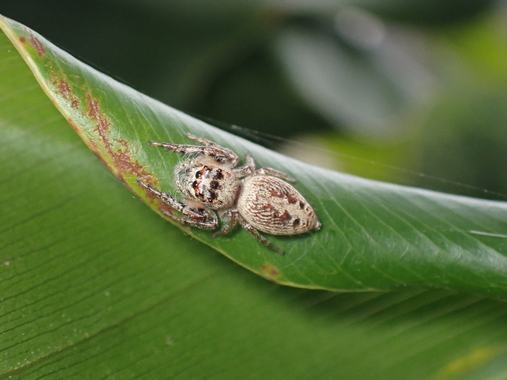 Garden Jumping Spiders from 4 Ronald Ct, Somerville VIC 3912, Australia ...