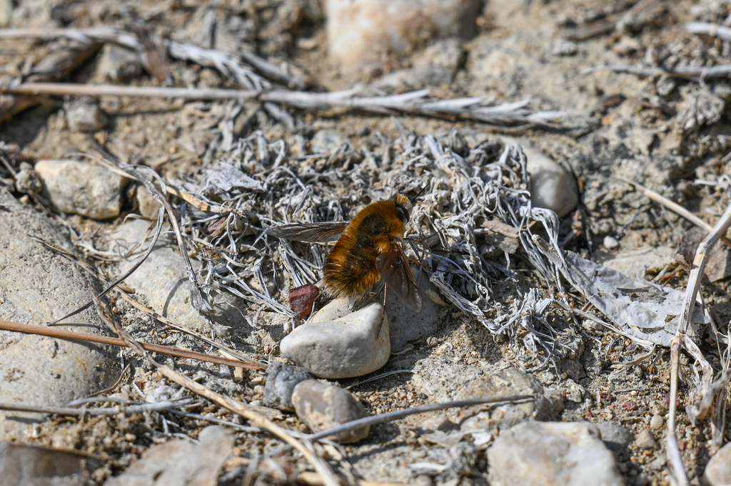 Anastoechus nitidulus from Etelä-Egean saaret, Kreikka on October 15 ...