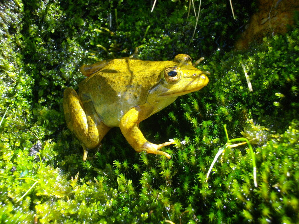 Van Dijk's River Frog in November 2023 by lindeq · iNaturalist