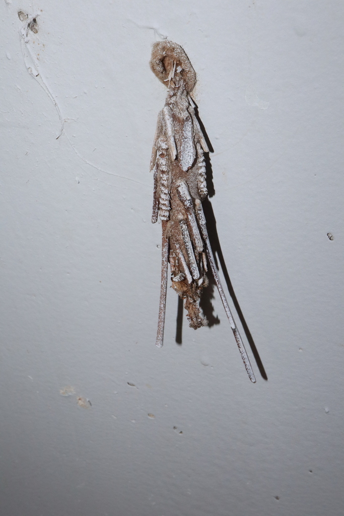 Saunder's Case Moth from Sydney NSW, Australia on November 24, 2023 at ...