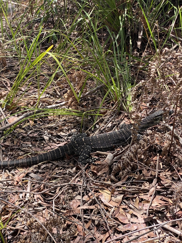 Lace Monitor from Hogbin Dr, Toormina, NSW, AU on November 24, 2023 at ...