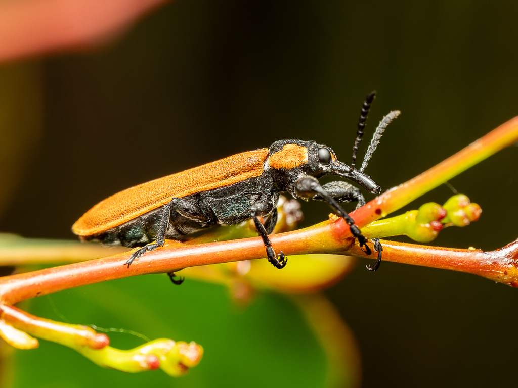 red weevil from Gower VIC 3463, Australia on November 24, 2023 at 02:03 ...