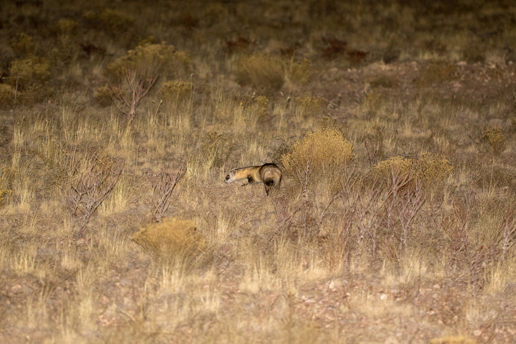 Black-footed Ferret in November 2017 by Robert Coonrod · iNaturalist