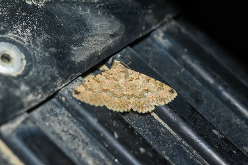 Rhabdophera acrosticta · iNaturalist