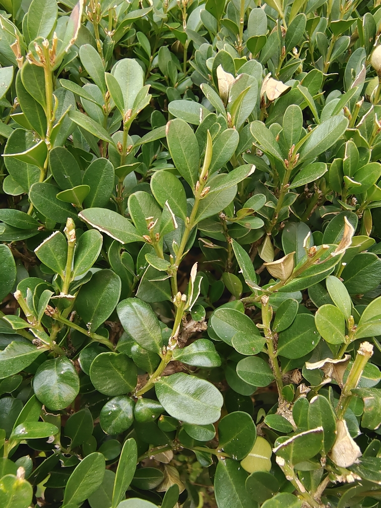 Chinese boxwood from Fuzhou, CN-JX, CN on November 24, 2023 at 03:34 PM ...