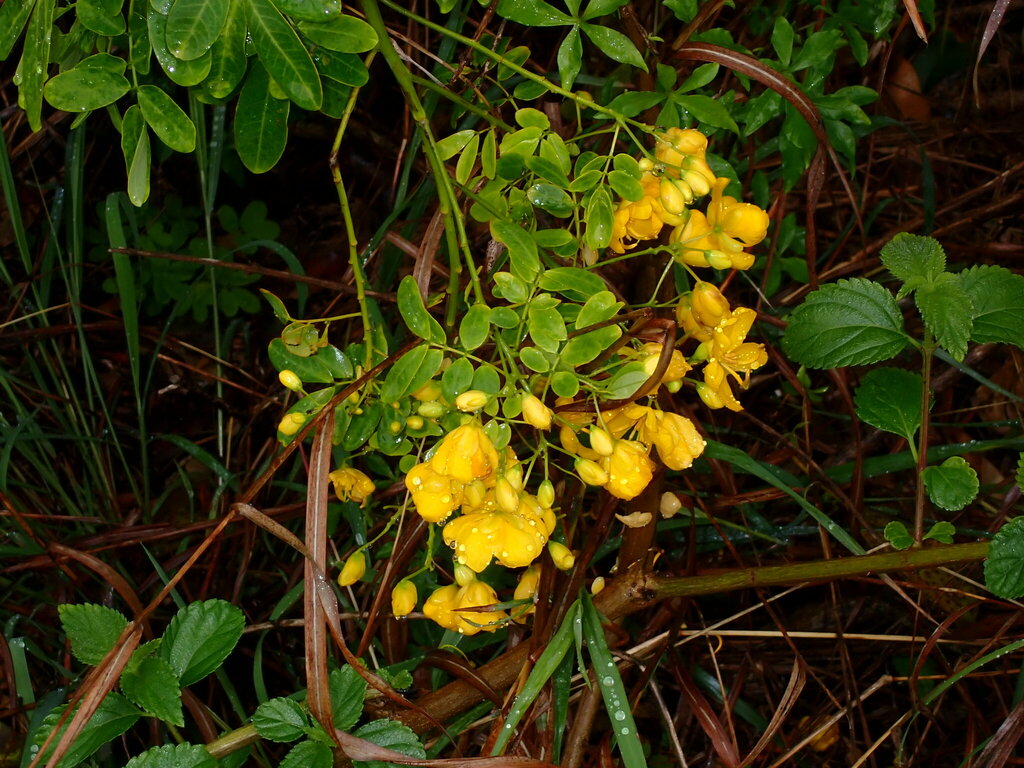 Christmas Senna from Coffs Harbour NSW, Australia on November 24, 2023 ...