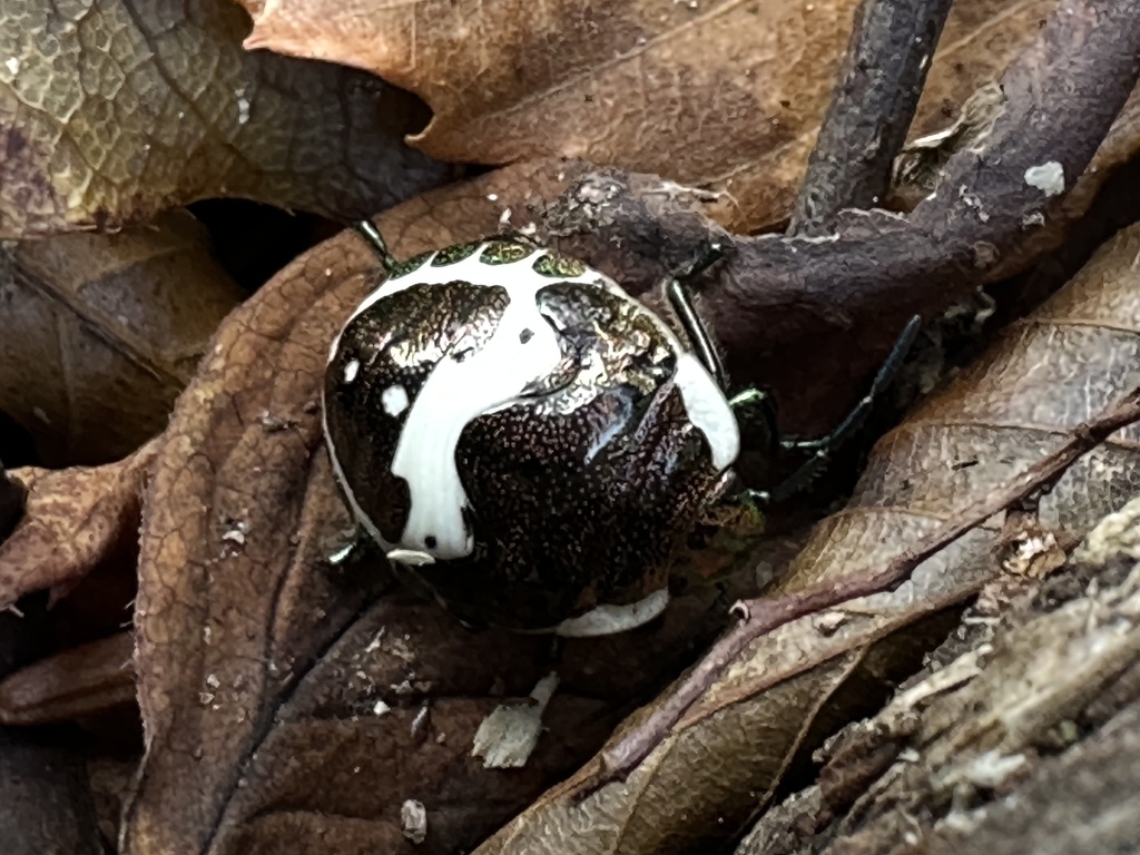 Clown Stink Bug from 愛知高原国定公園, 北設楽郡設楽町, 愛知県, JP on November 24, 2023 at ...