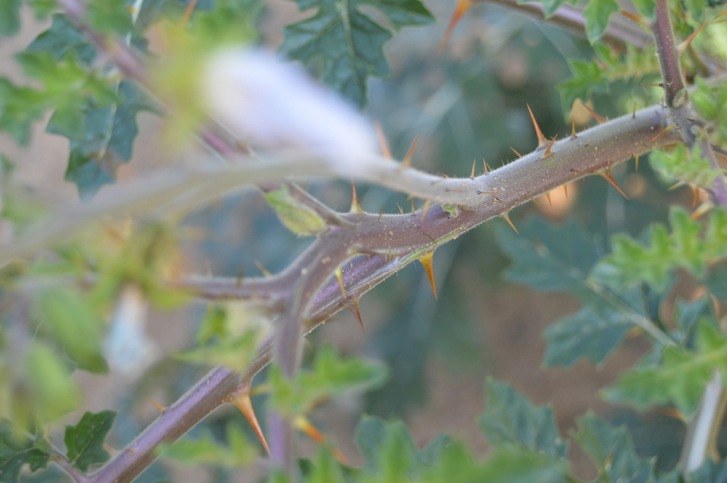 Red Buffalo-bur from Waterberg District Municipality, South Africa on ...
