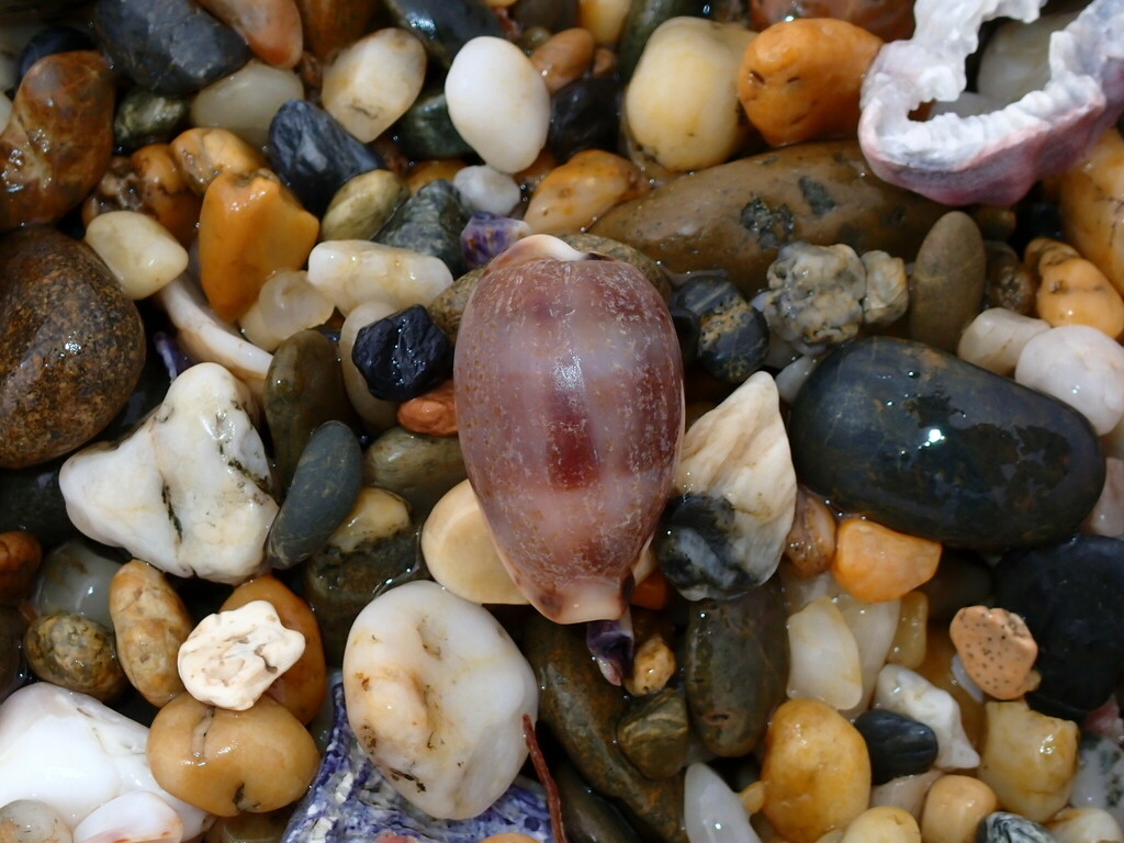 yellow-toothed cowrie from Coffs Harbour NSW, Australia on November 24 ...
