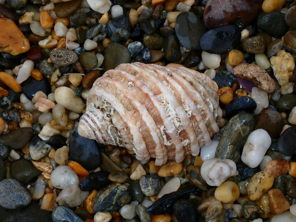 Cart-Rut Shell from Coffs Harbour NSW, Australia on November 24, 2023 ...