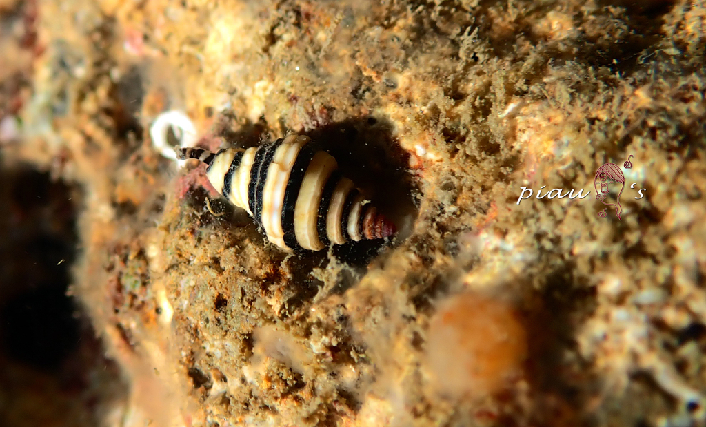 Engina lineata from 台灣基隆市中正區八斗子 on November 22, 2023 at 08:47 AM by 蕭小飄 ...