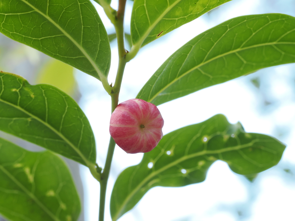 Cheese Tree from Wooli NSW 2462, Australia on November 24, 2023 at 04: ...