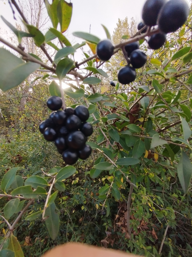Common Privet from Puente medieval de Miluce, Río Arga, Navarra, 31012 ...