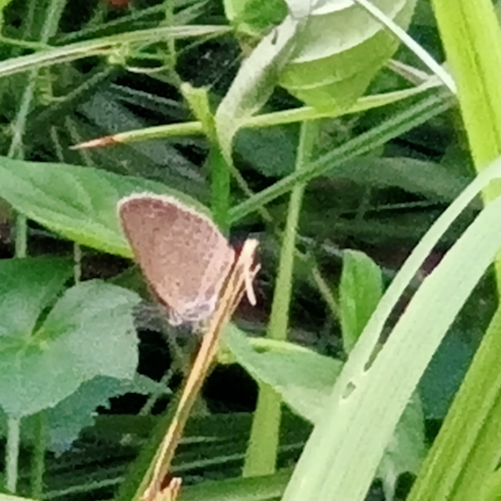 Lesser Grass Blue from Twin VEW on November 24, 2023 at 04:49 PM by big ...