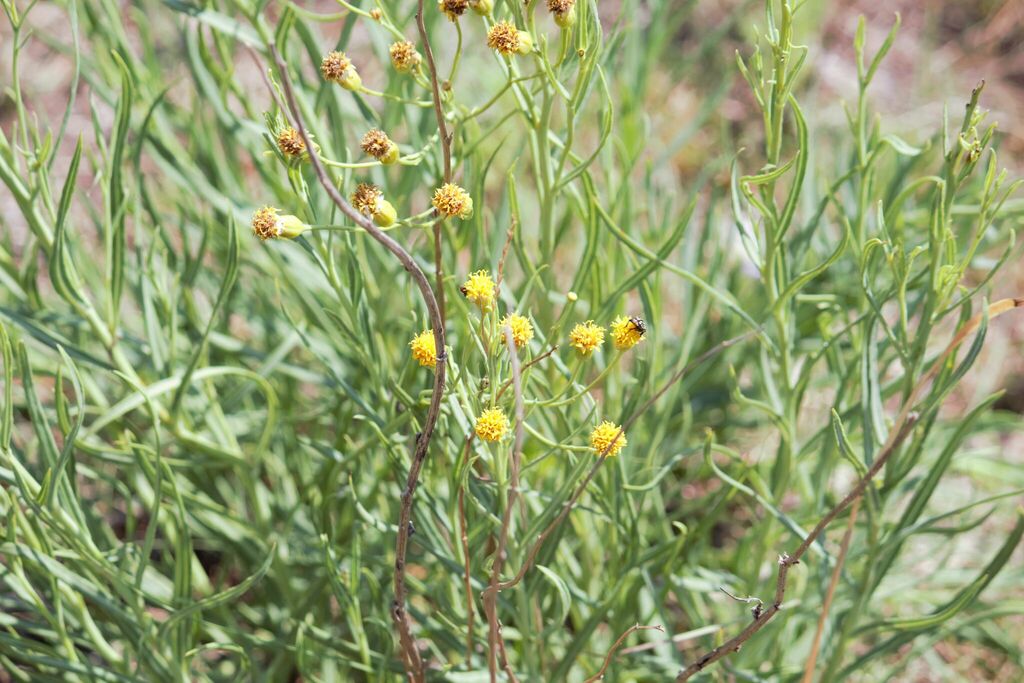 Swamp Ragwort from West Rand District Municipality, South Africa on ...