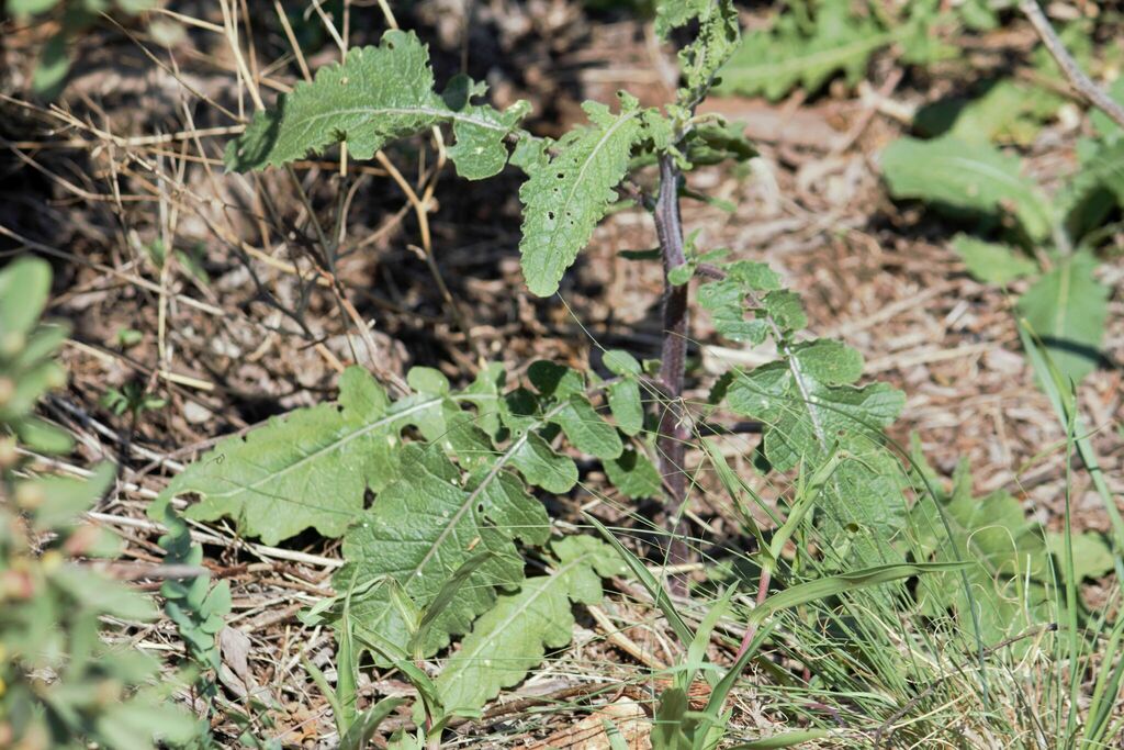 African Turnip from West Rand District Municipality, South Africa on ...