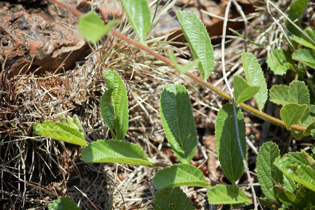 Velvet Raisin from West Rand District Municipality, South Africa on ...