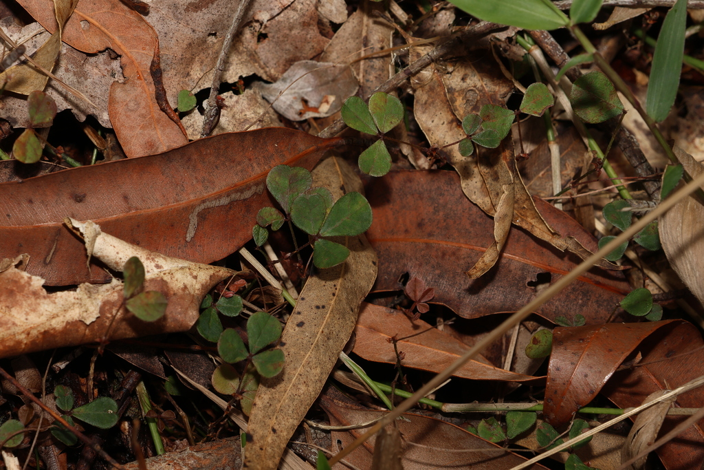 Pullenia gunnii from Sunshine Coast QLD, Australia on November 24, 2023 ...