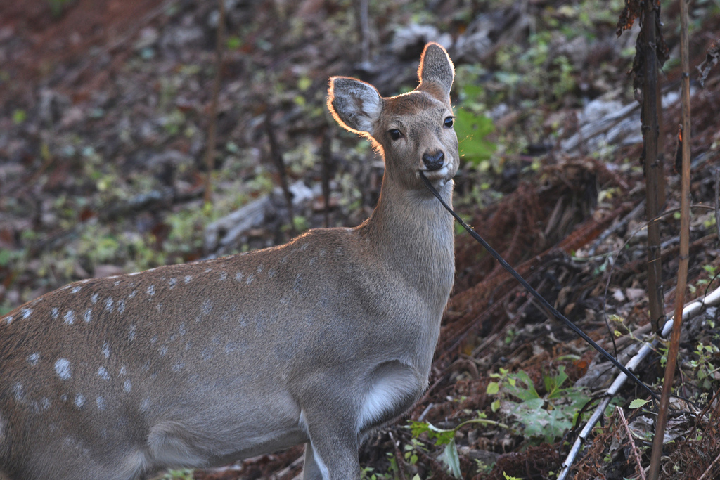 Hokkaido Sika Deer from Tobai, Nemuro, Hokkaido 086-0074, Japan on ...