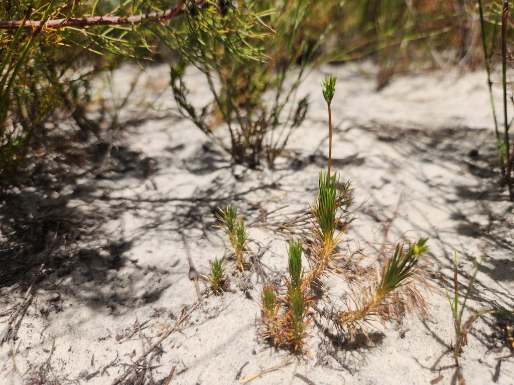 Wire Muggiegrass from Greater Chatsworth, Malmesbury, South Africa on ...
