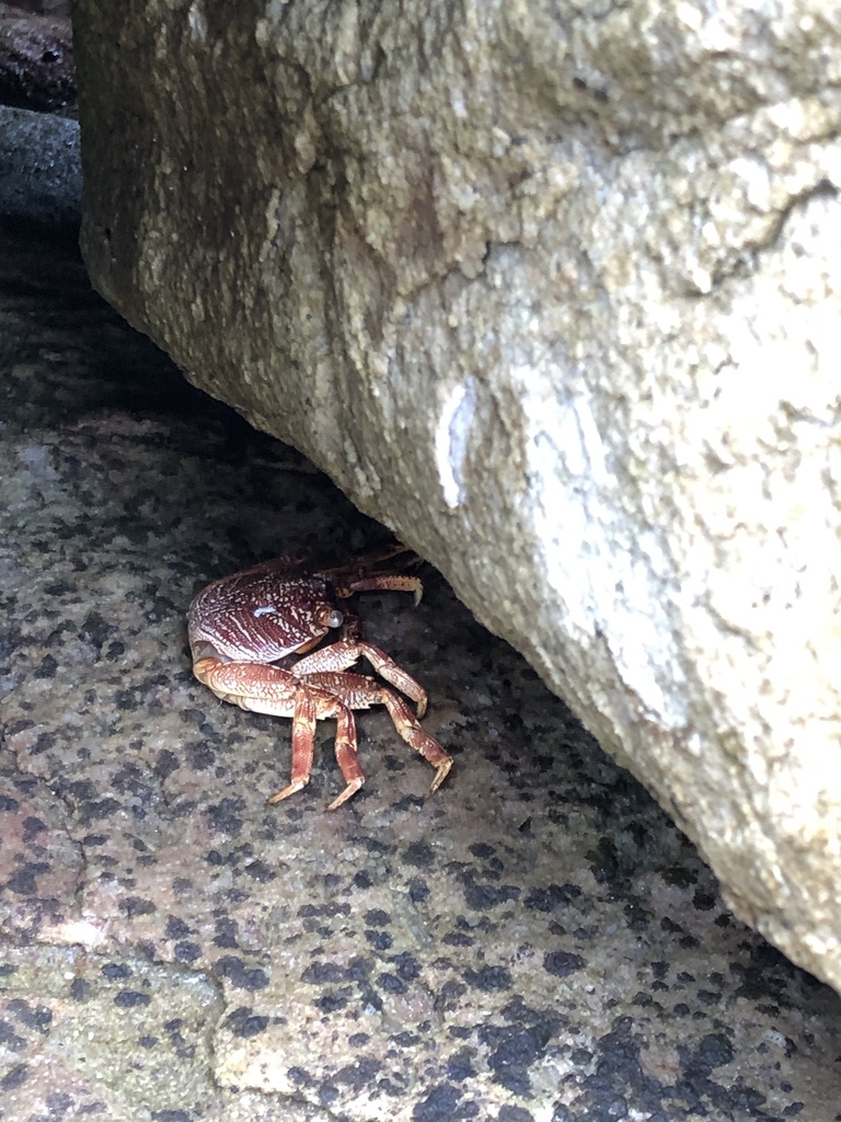 Grapsus from Alfred Nzo, ZA-EC, ZA on November 24, 2023 at 11:05 AM by ...