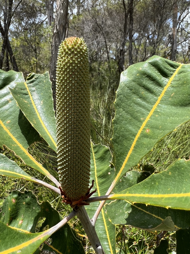 Swamp Banksia from Mooloolah River National Park, Sippy Downs, QLD, AU ...
