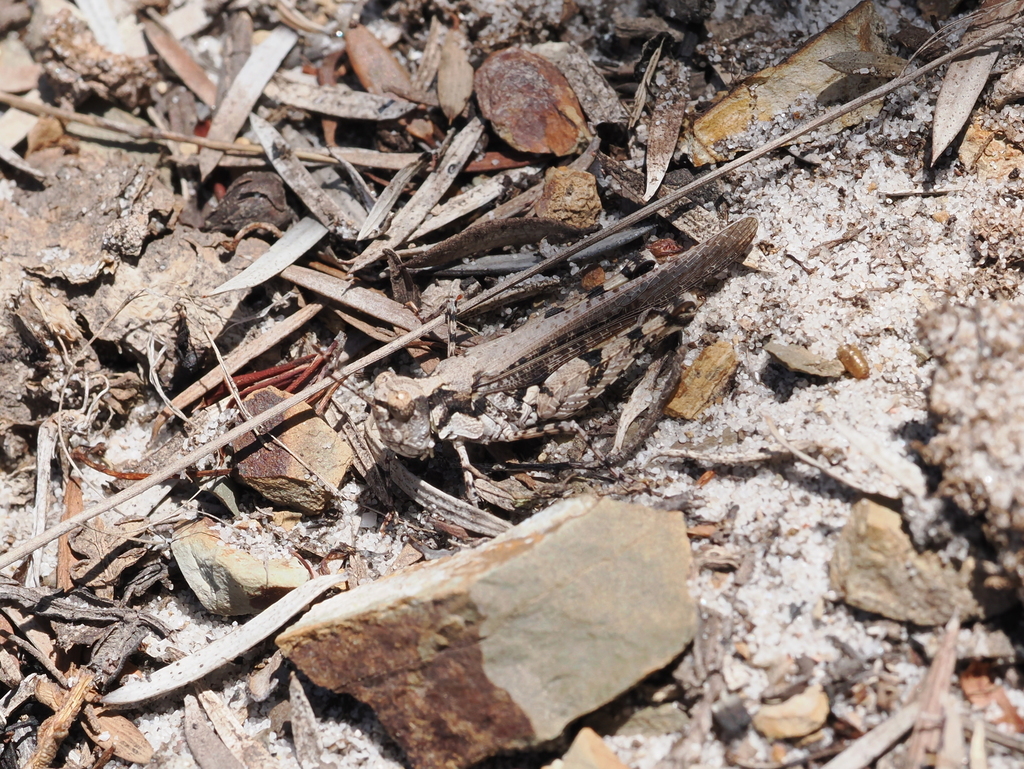 Common Bandwing Grasshopper from Wooli NSW 2462, Australia on November ...