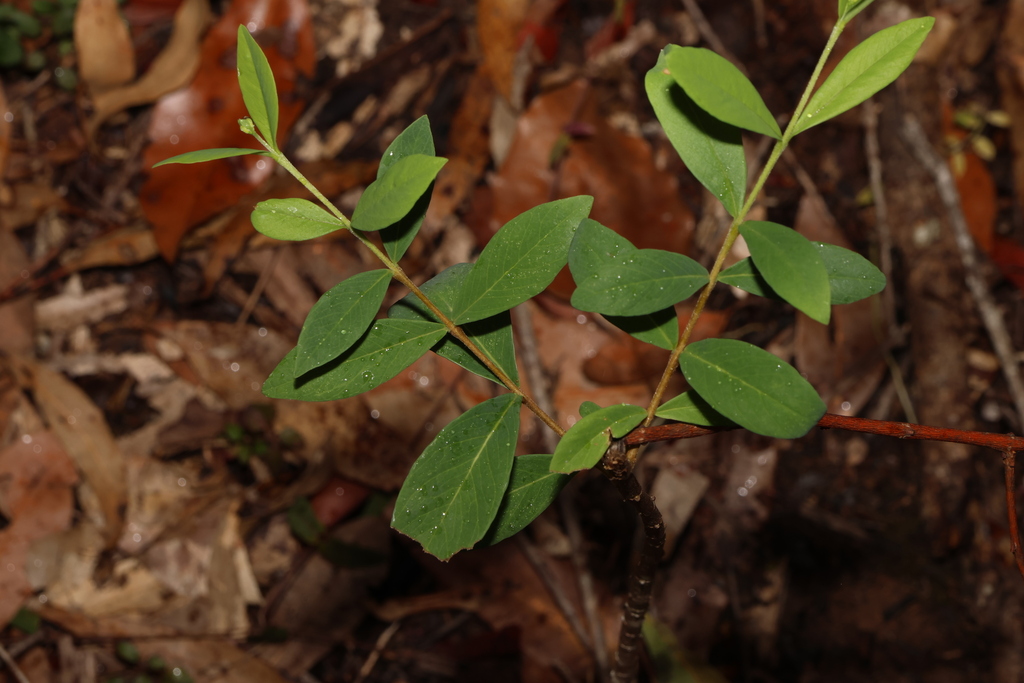 Bootlace Plant from Sunshine Coast QLD, Australia on November 24, 2023 ...