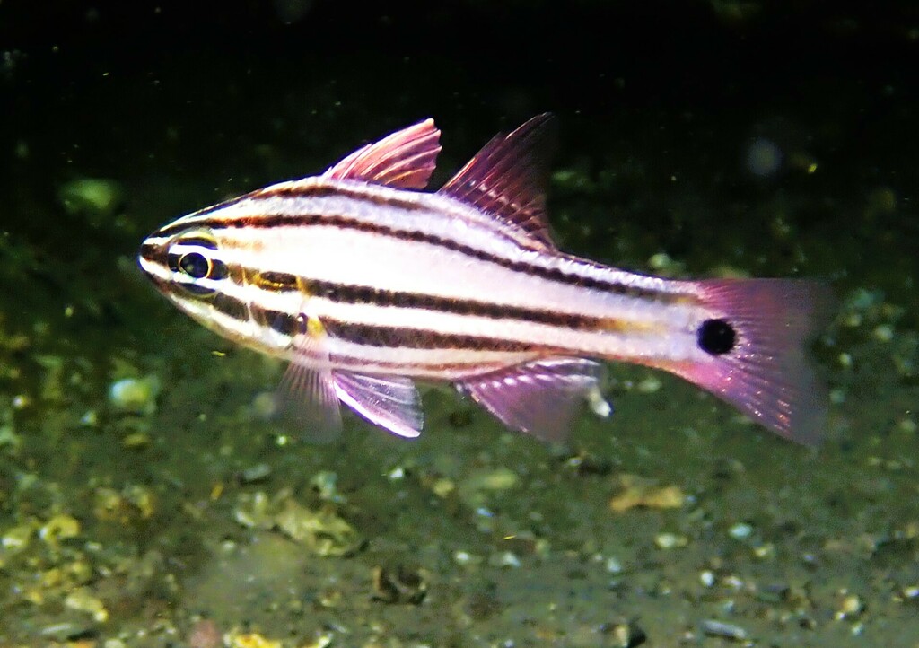 Sydney Cardinalfish from Port Stephens, NSW, Australia on November 17 ...