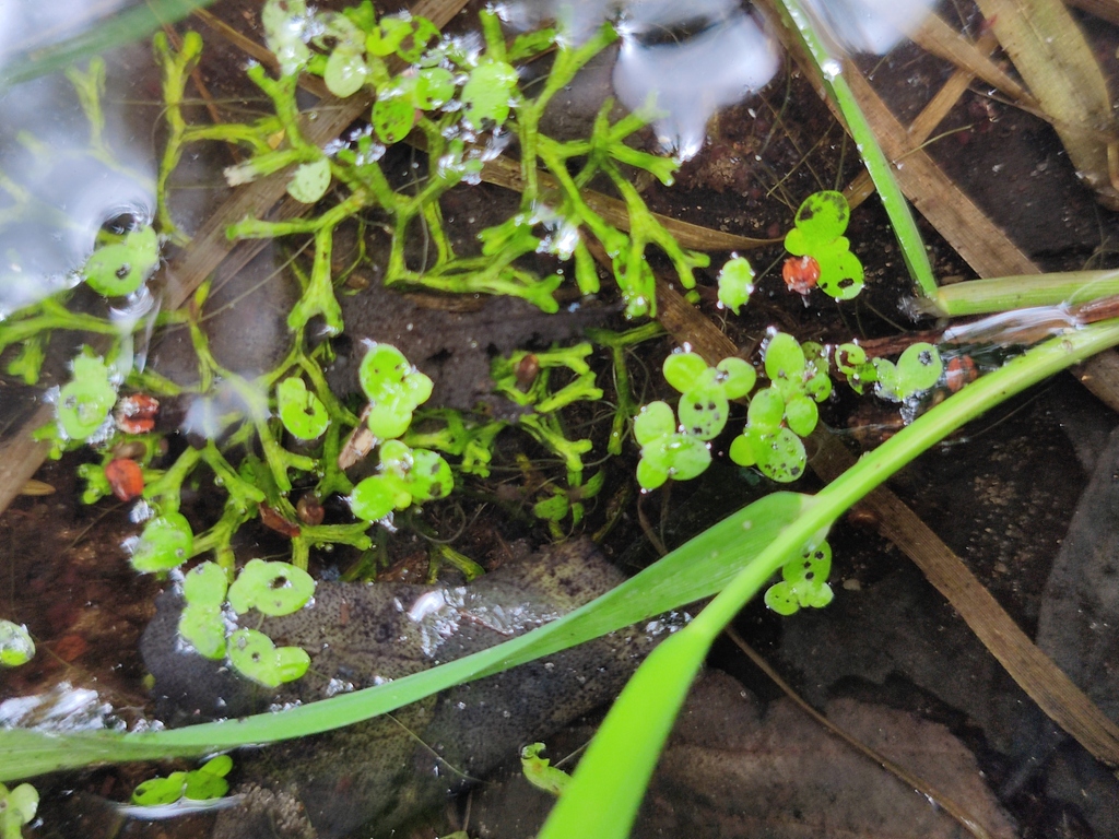 Floating Crystalwort from Н5-2 (Шувалиха), Собинский р-н, Владимирская ...