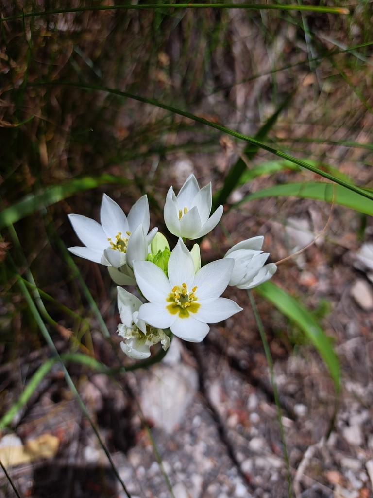 Chincherinchee from Overstrand Local Municipality, South Africa on ...
