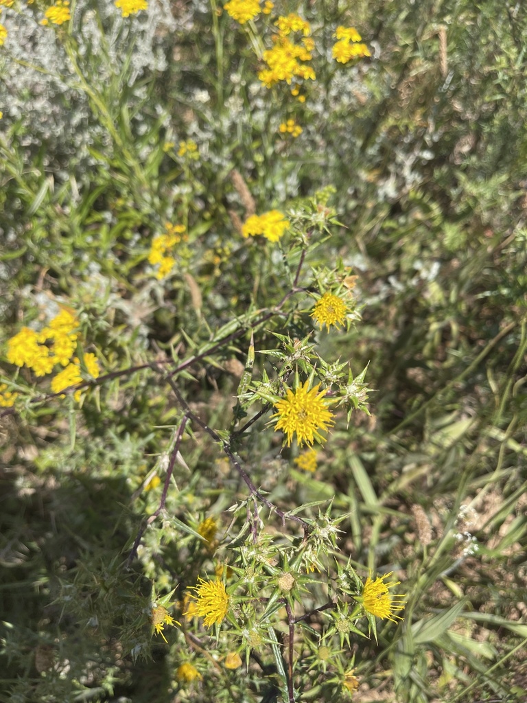 Weed African Thistle from Little Rock Road, Parow, WC, ZA on November ...