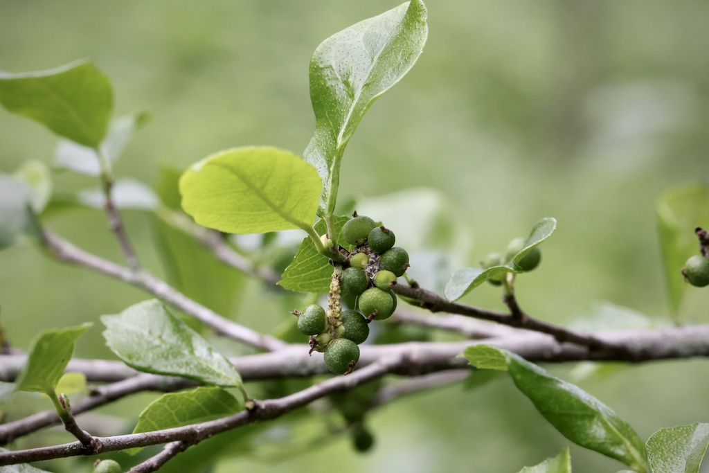 whalebone tree in November 2023 by Sylvia Alexander · iNaturalist